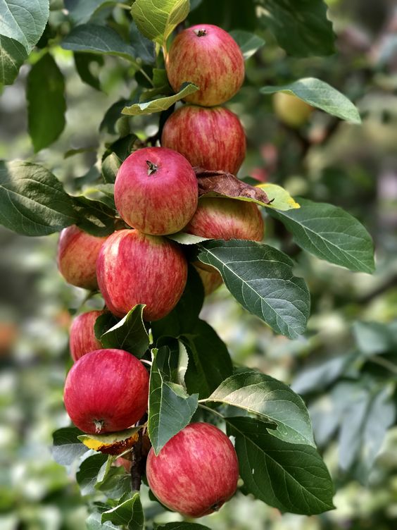 Apple – Motlani International